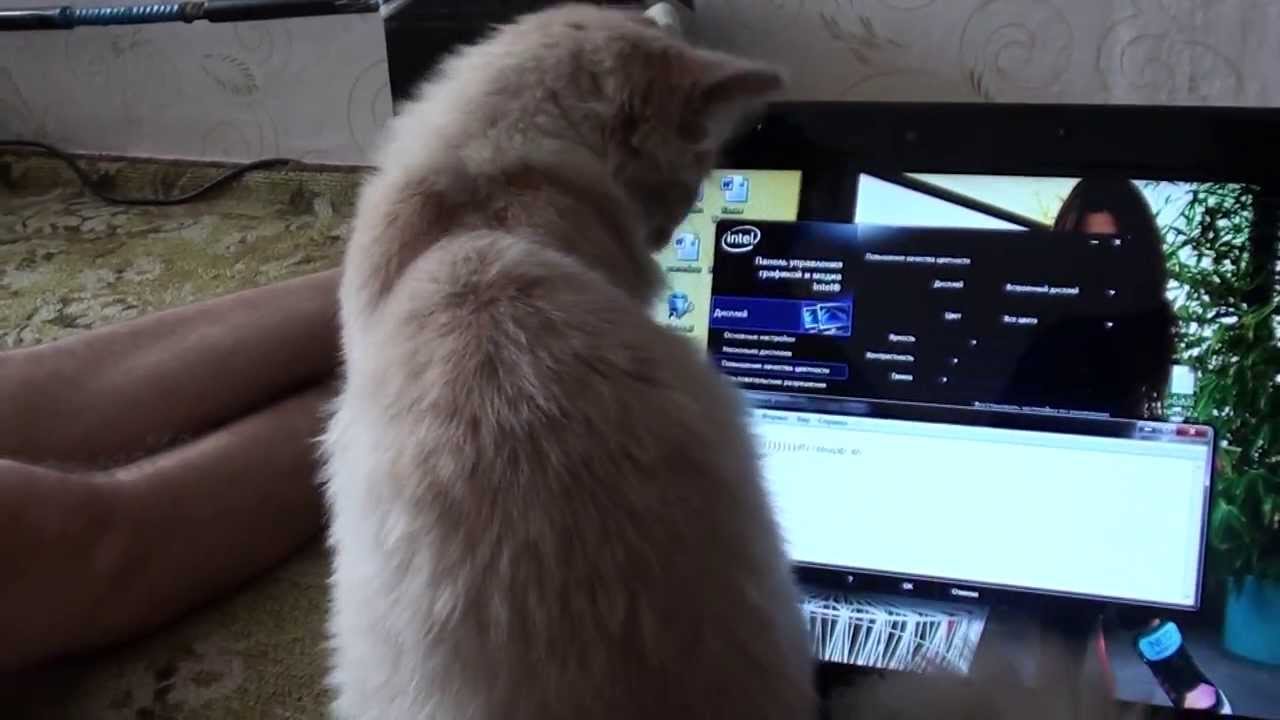 Кот взломал Windows | Cat cracked laptop - YouTube