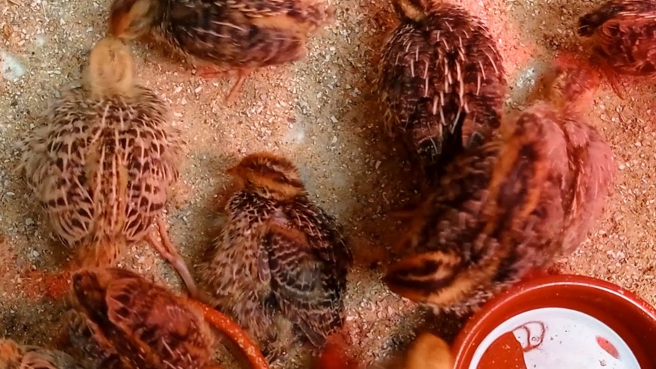 Japanese Quail Chicks Playing In Sand - Taking A Dust Bath - YouTube