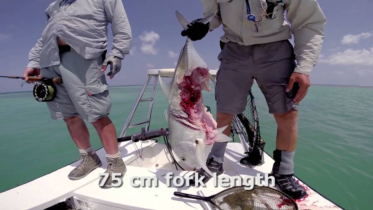 Barracuda Attacks Fisherman's Catch - YouTube