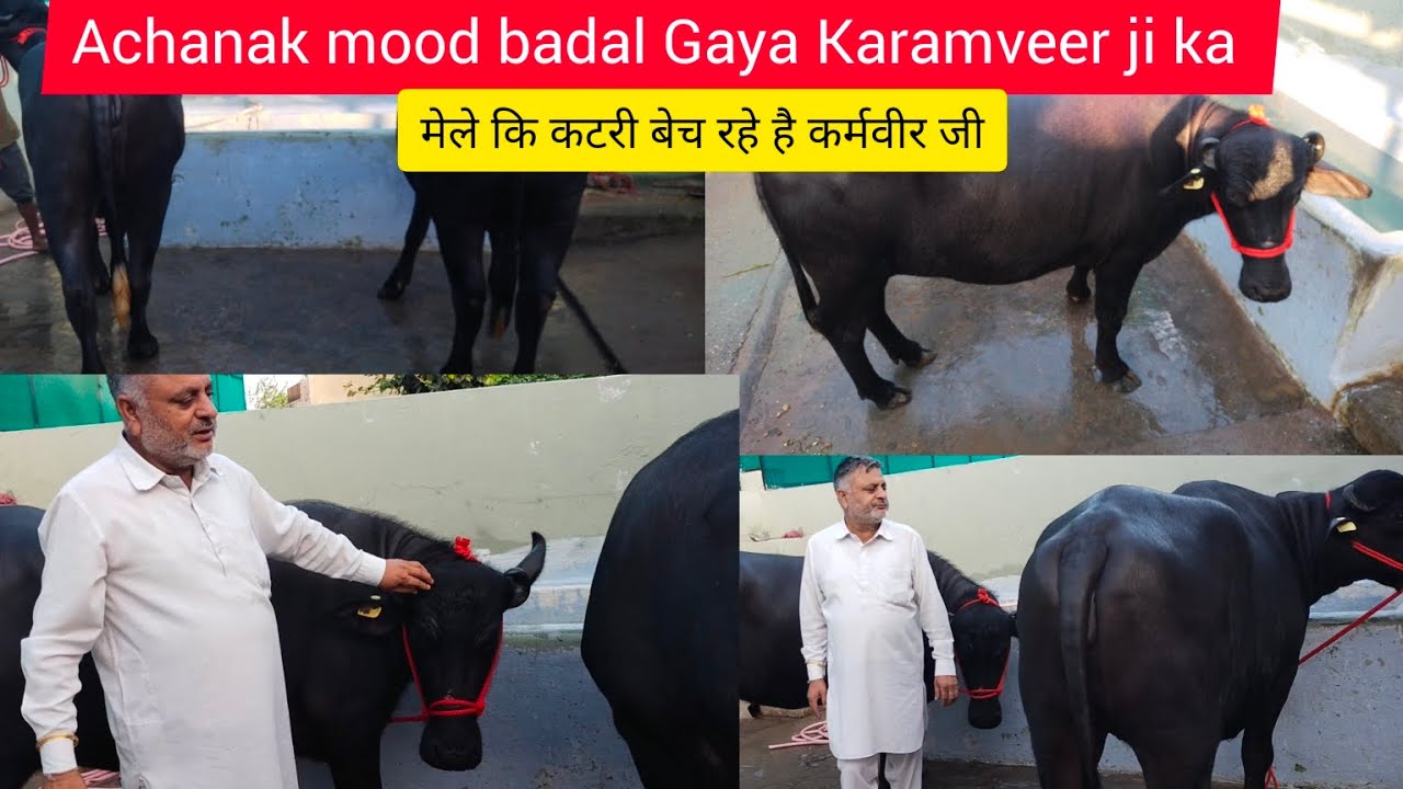 मेले कि कटरी बेच रहे है=जानिए कोन सा }#bull की है #वीडियो#murrah # ...