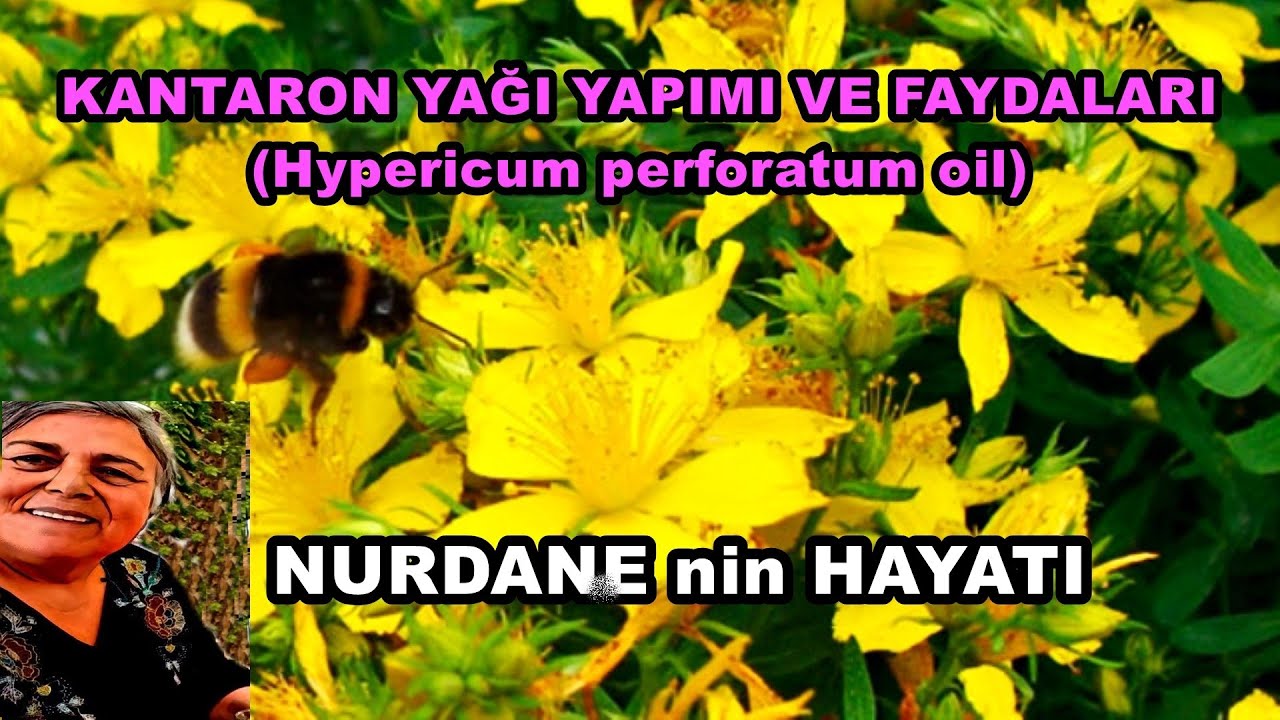 🌟🌿 KANTARON YAĞI YAPIMI ve FAYDALARI 🌿🌟(Hypericum perforatum oil ...