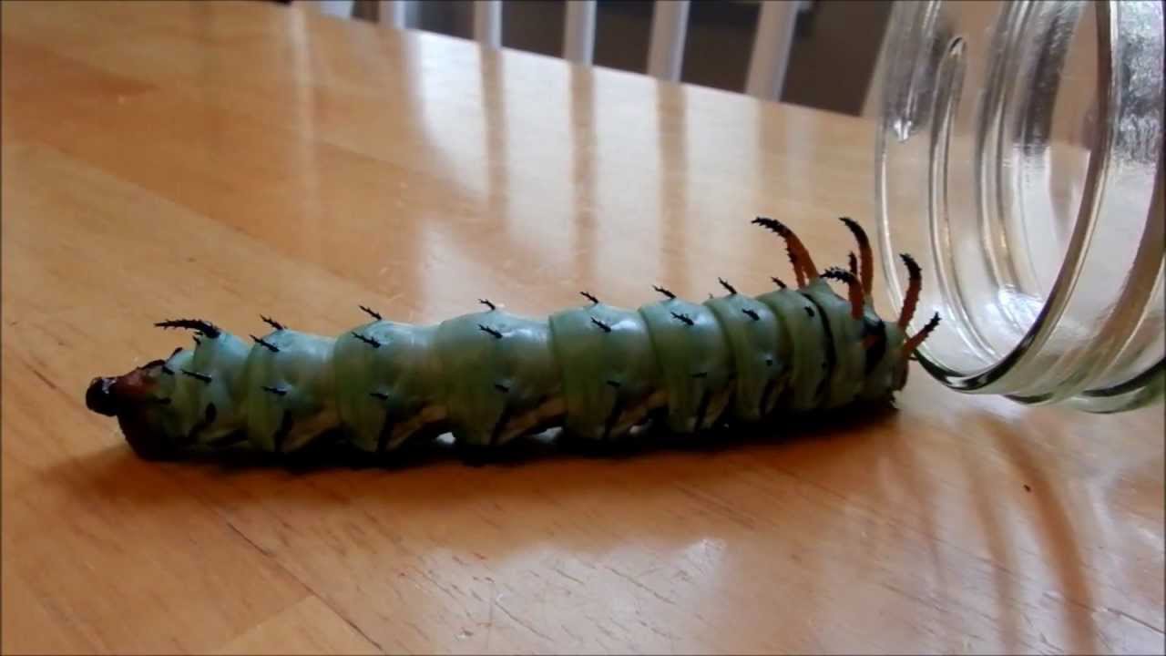 A Strange Little Creature, the Hickory Horned Devil Caterpillar - YouTube