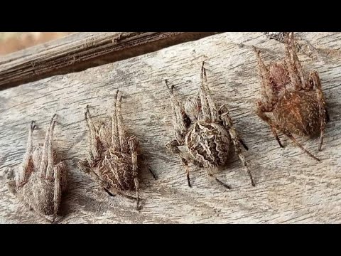 the final battle,pula vs Abuhin 🔥🔥full video 📷#mindoro lines #G brother ...