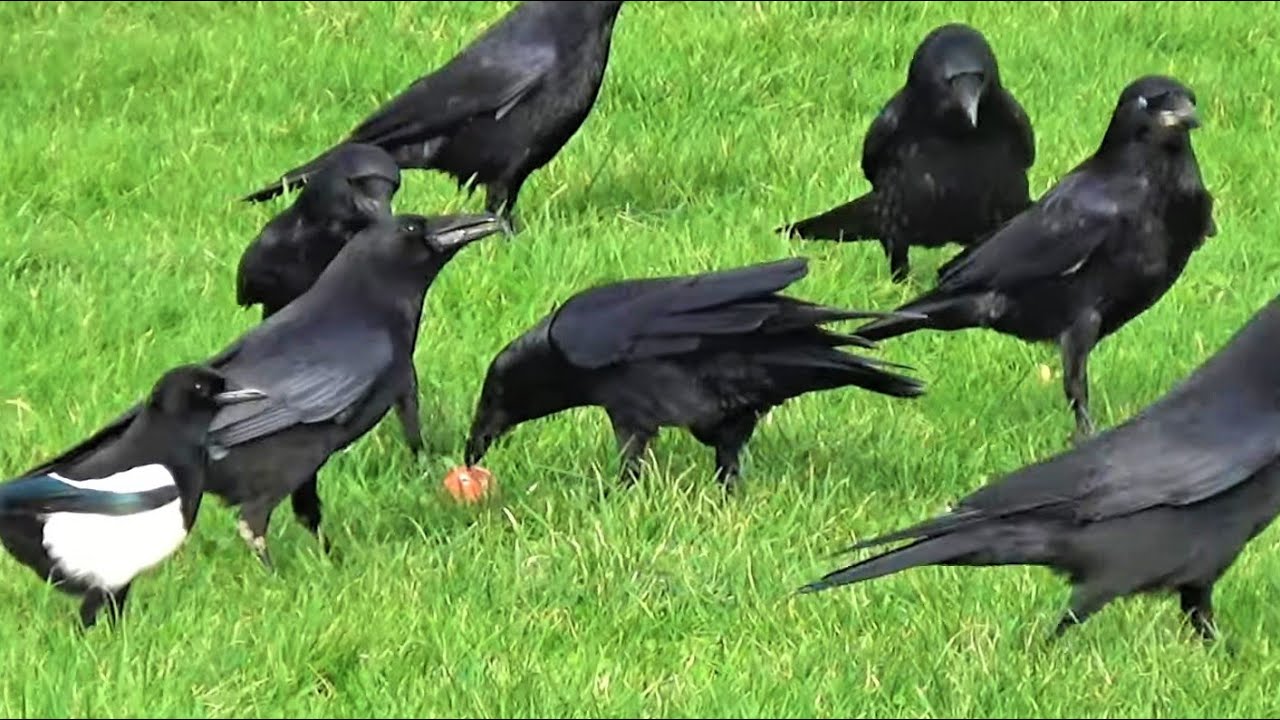 Feeding Crows, Eight Eggs in a Row for Crows / Clifftop Crows - YouTube