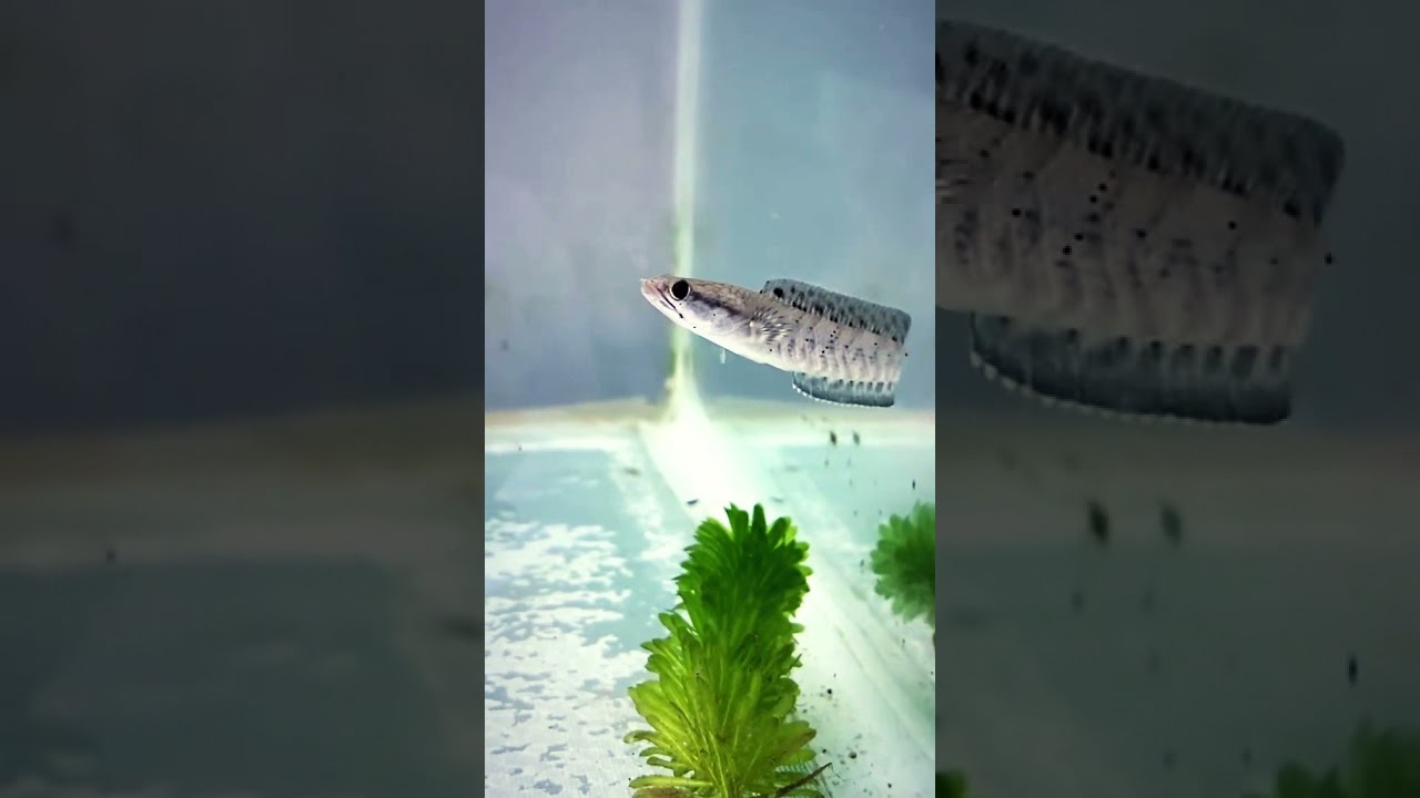 #wild_#changa_#fish - YouTube