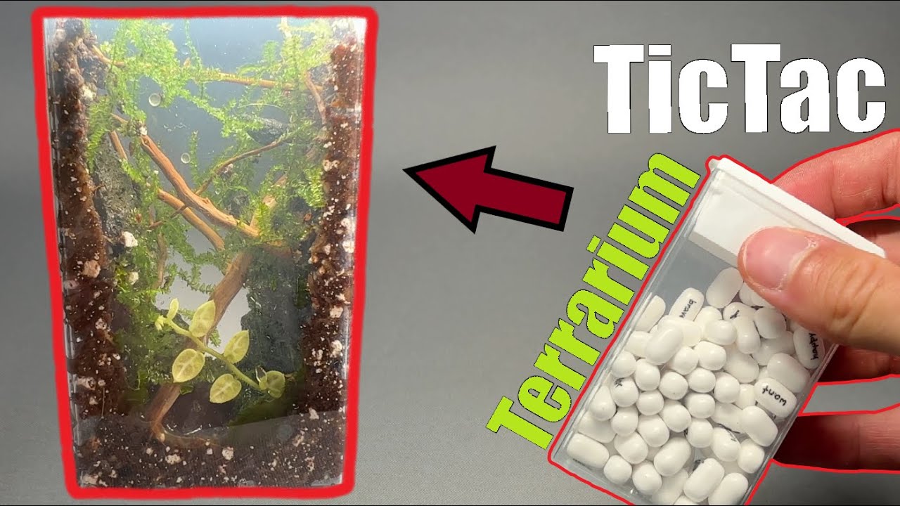 How to make a TicTac Terrarium - YouTube