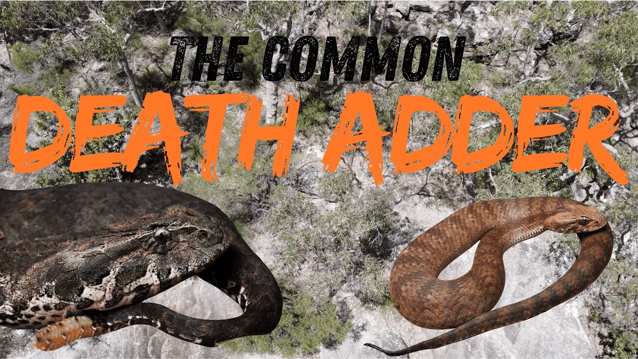 THE COMMON DEATH ADDER - YouTube