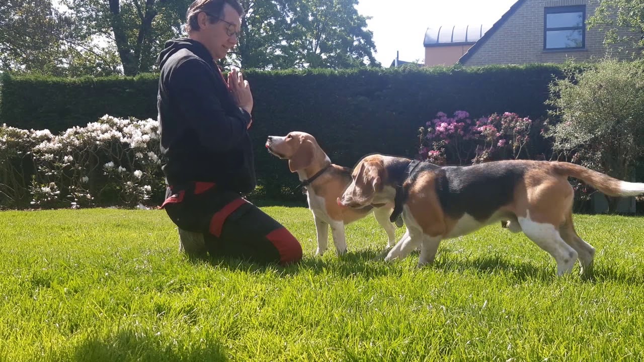 Training the 3 poses with my beagles. stand, lie and sit on command ...