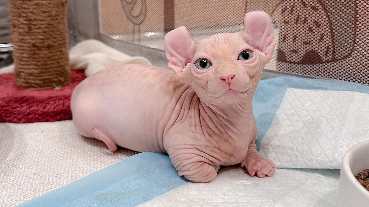 Very Adorable Sphynx Kittens - Cutest Cats - YouTube