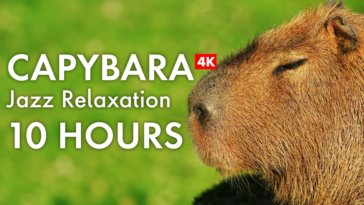 Relax with Capybaras in 4K | 10 HOURS - YouTube