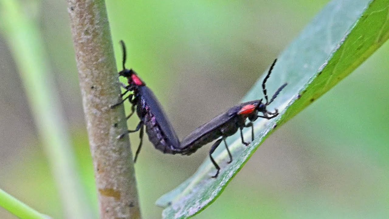 Ellychnia corrusca grp mating FIREFLIES 9089833 - YouTube