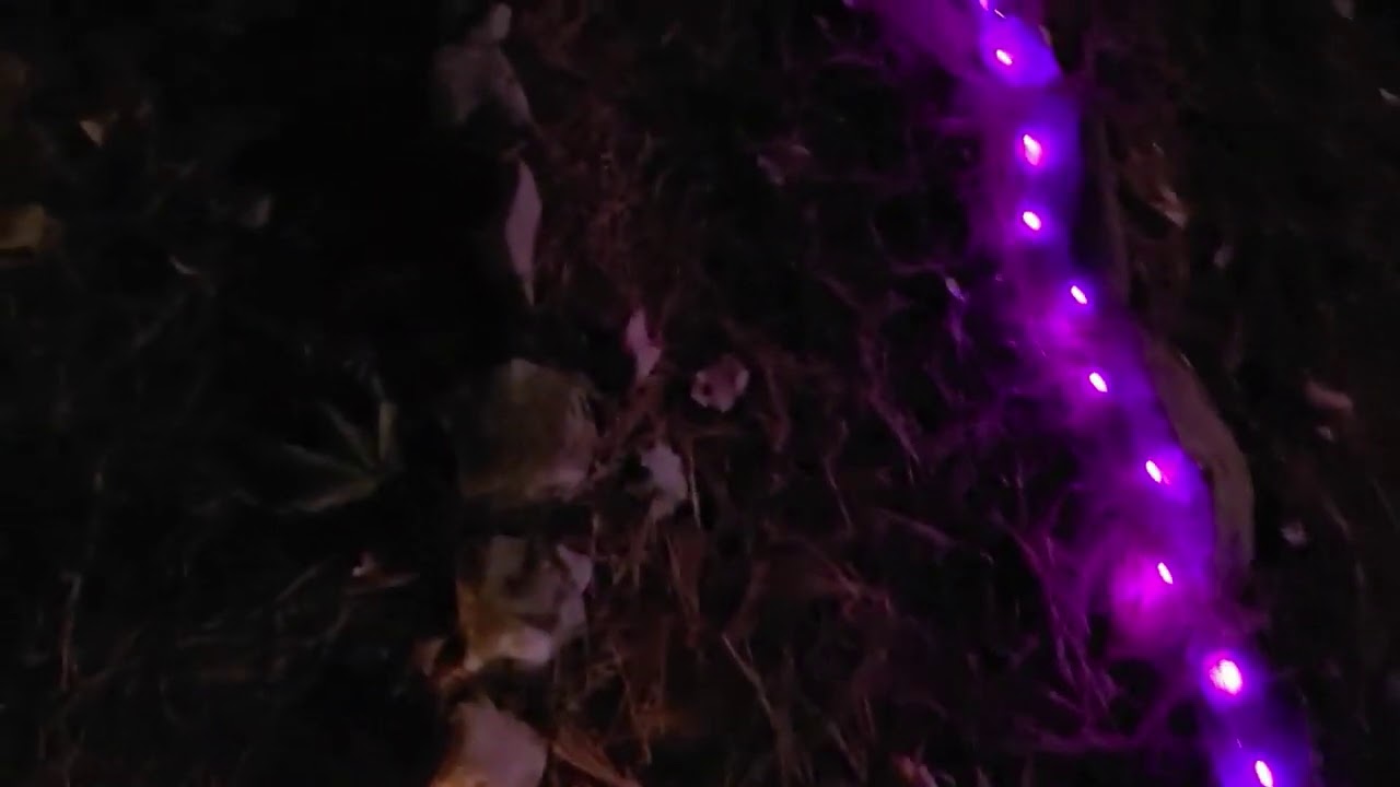 Twilight Covening 2020 Virtual Labyrinth Walk - YouTube