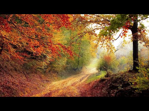 Autumn Forest River Sounds Nature Payız Təbiət səsləri GEOLİFE