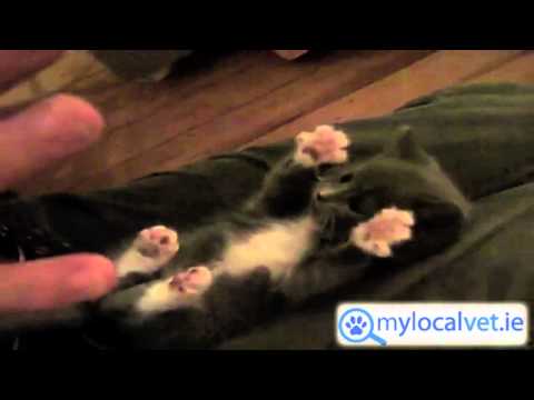 Tickle Cat @mylocalvet.ie