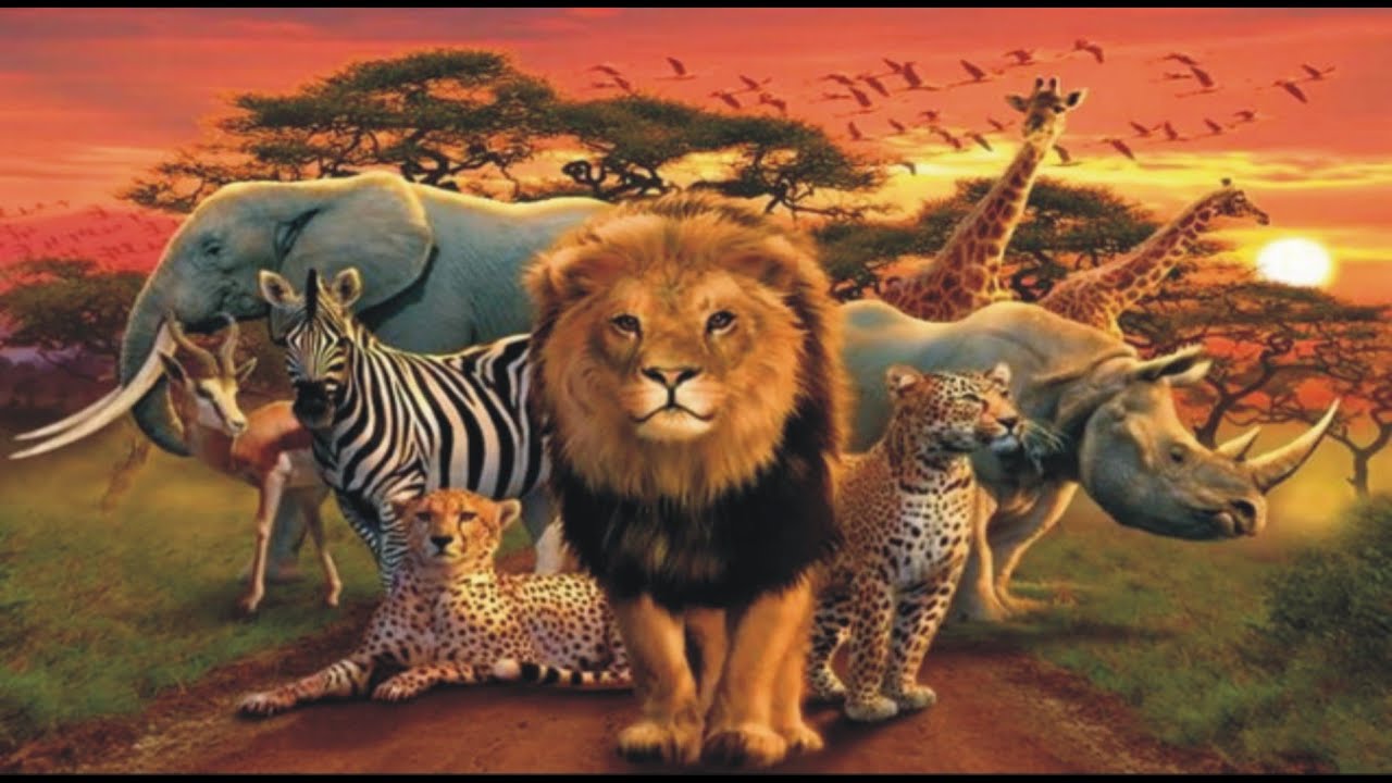 All African Animals in 30 Seconds | Amazing video - YouTube