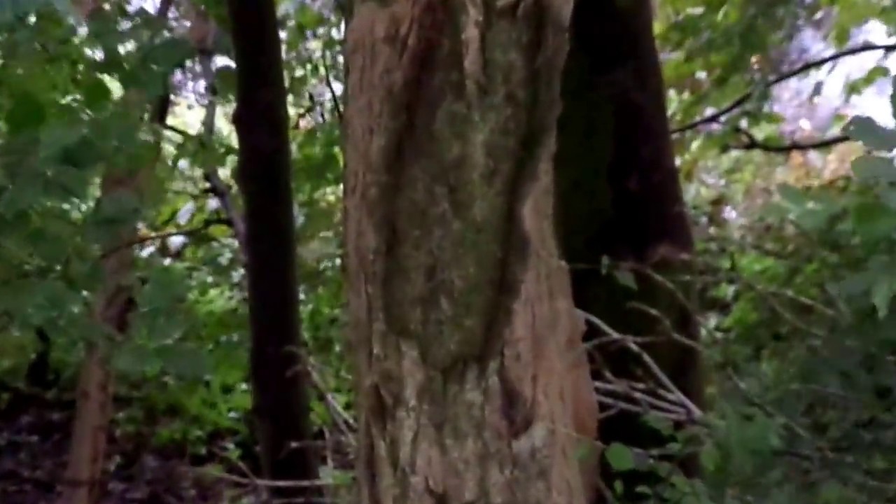 Bacterial Ash Tree Canker, Craufurdland, Fenwick, East Ayrshire - YouTube