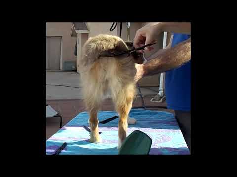 How To Trim Australian Shepherd Bum