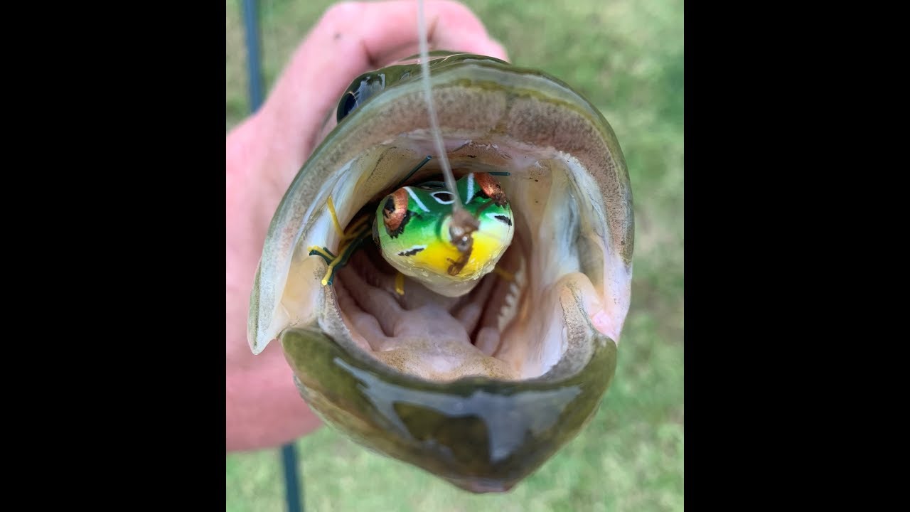 Urban Top Water Fishing - First Fish on Whopper Plopper!!!!! - YouTube