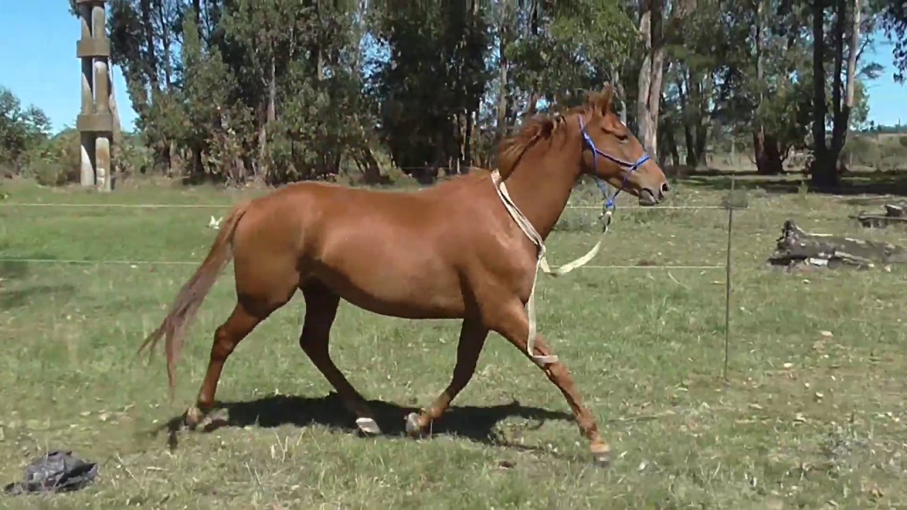 POTRO GRANDE PURO $ 40.000 WWW.LOSBAGUALES.COM.AR - YouTube