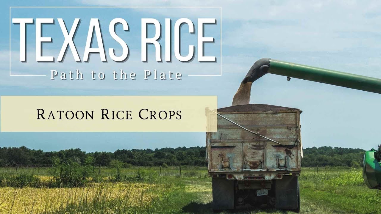 Ratoon Rice Crops - YouTube