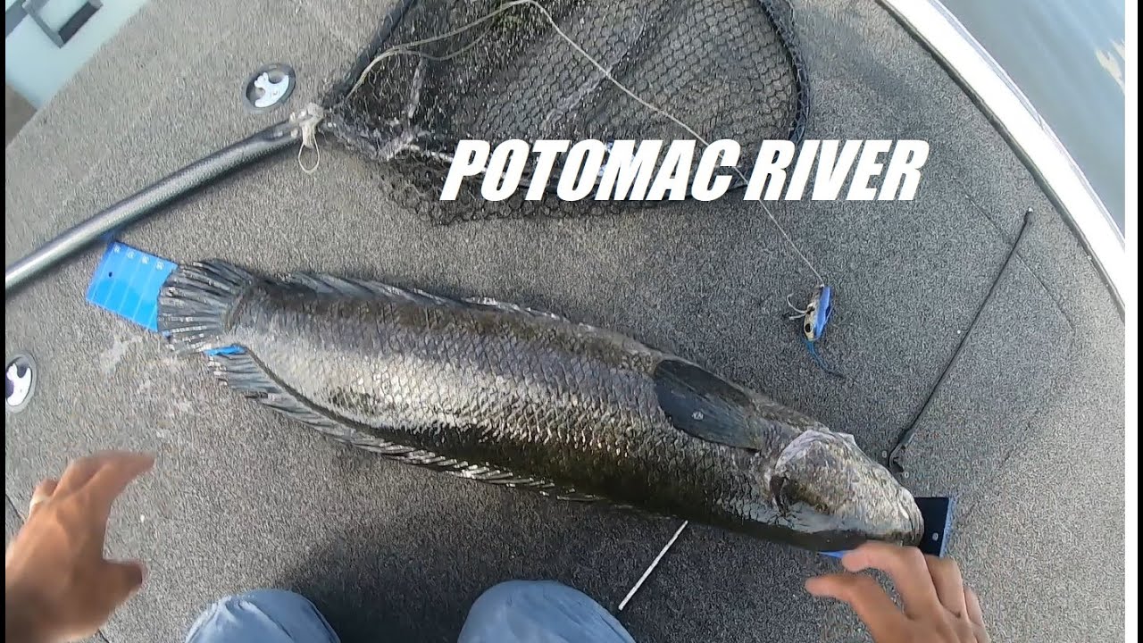 Giant Northern Snakehead Fry Guarders - YouTube