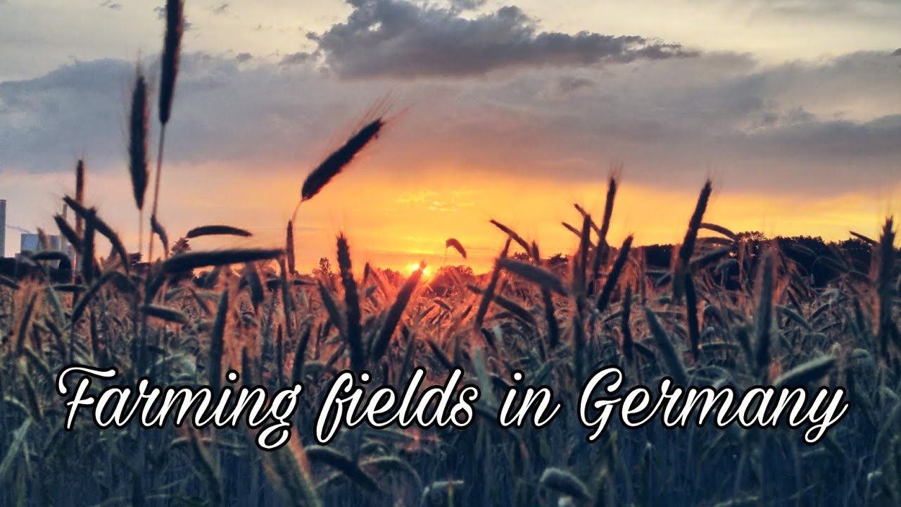 Agricultural fields and Farming in Germany | Wheat, rapeseed, Spargel ...