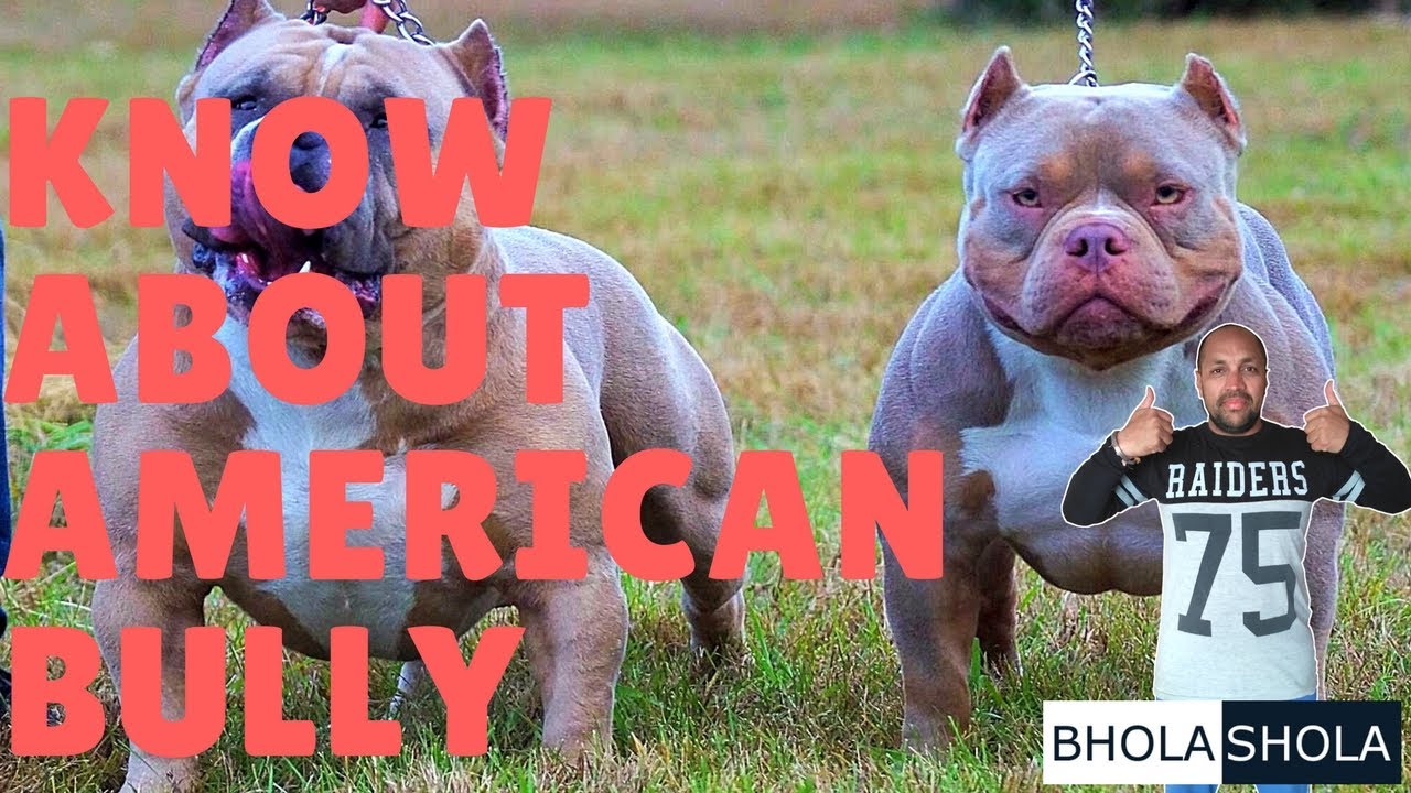 Know About American Bully | A M Bully’s - Bhola Shola | - YouTube