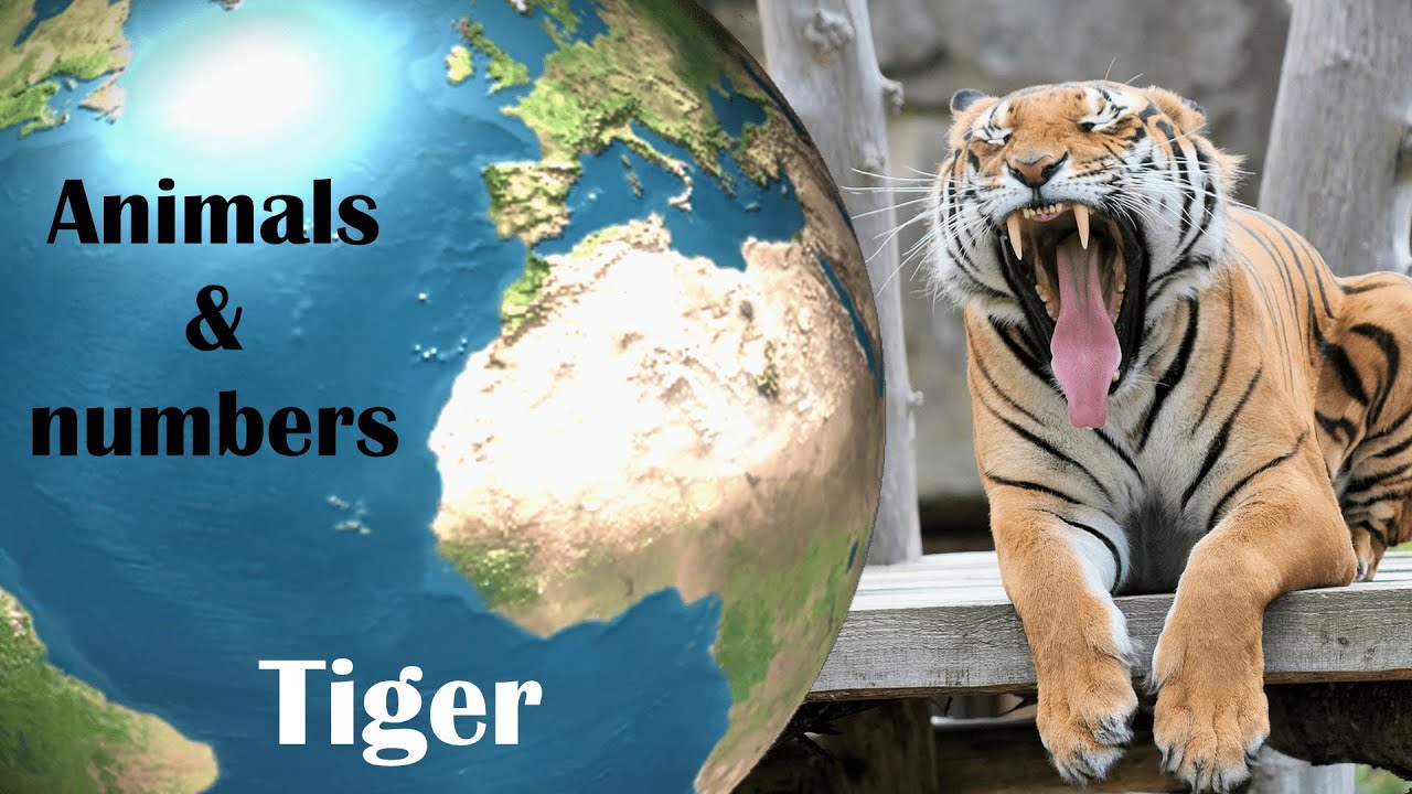 TIGER - most interesting facts with numbers - YouTube