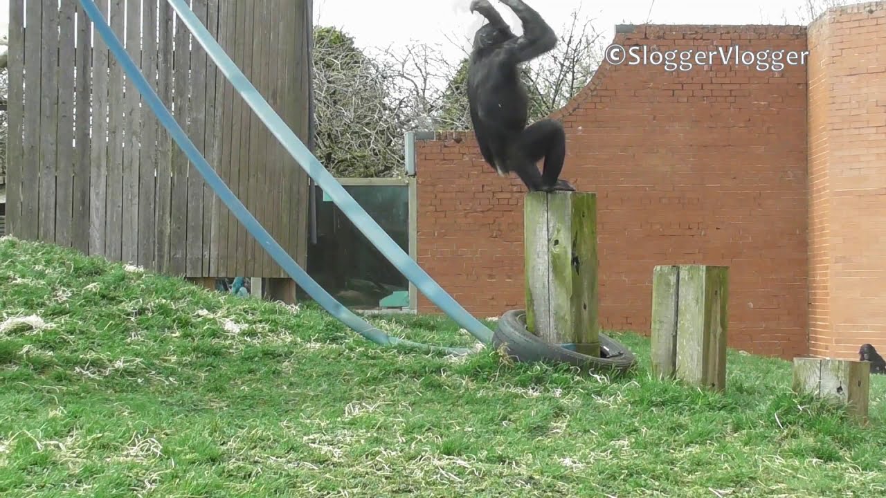 monke flip HD EXTENDED VERSION - YouTube