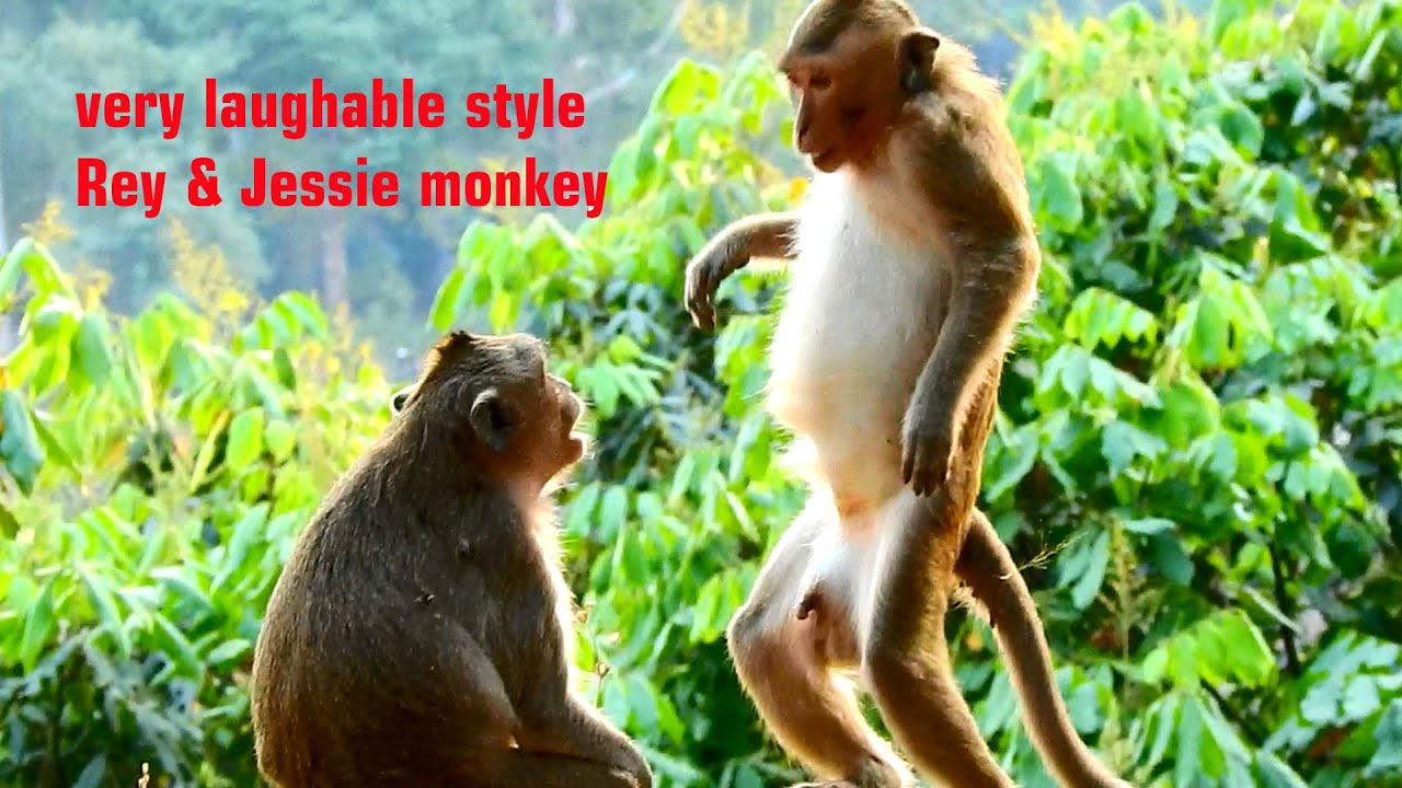 Oops, Sorry I cannot control my laugh to see funny style of monkey Rey ...