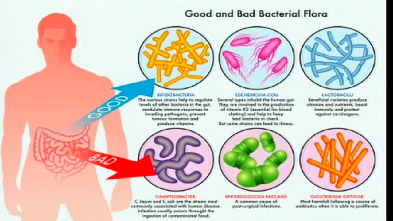 Microbiota Intestinal en salud y enfermedad - YouTube