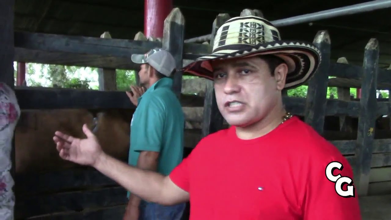 Lidia del Toro Bravo en la Ganaderia San Carlos - YouTube