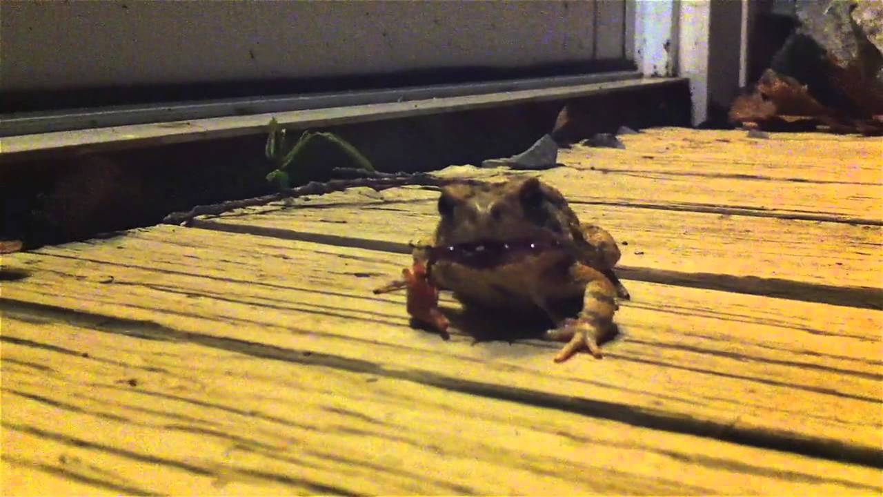Toad Eating Beetle - YouTube