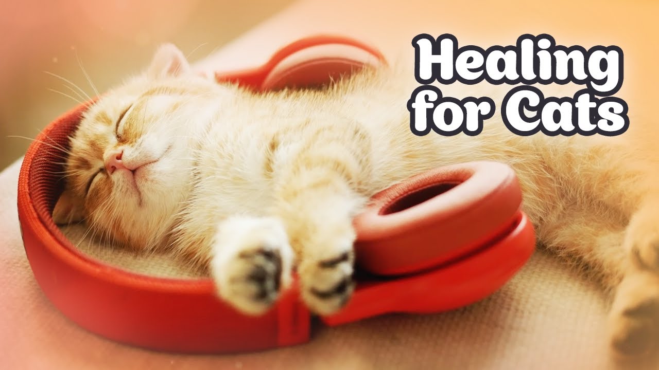 Deep Relaxation Music for Restless Cats ♬ Anxiety Relief 20 hours - YouTube