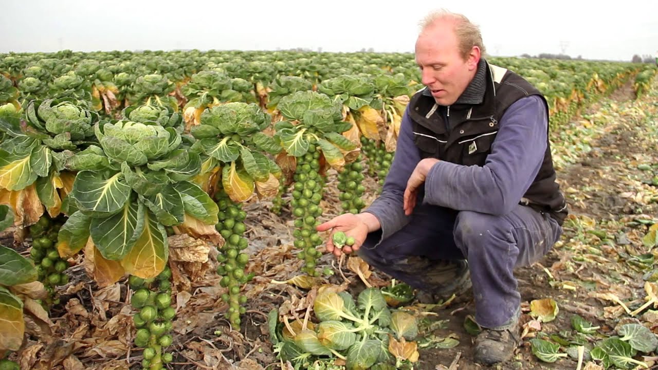 Groentje van de maand: Spruiten - YouTube