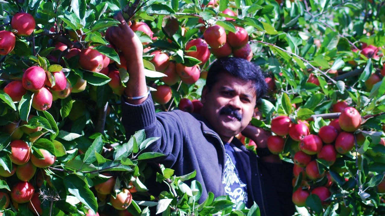 APPLE FARM TOUR -ENGLAND||ആപ്പിള്‍ തോട്ടത്തിലേക്ക് ഒരു യാത്ര || - YouTube
