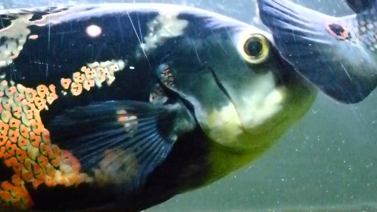 pez oscar tigre pavón copaneca Oscar Fish acuario zoologico in zoo ...