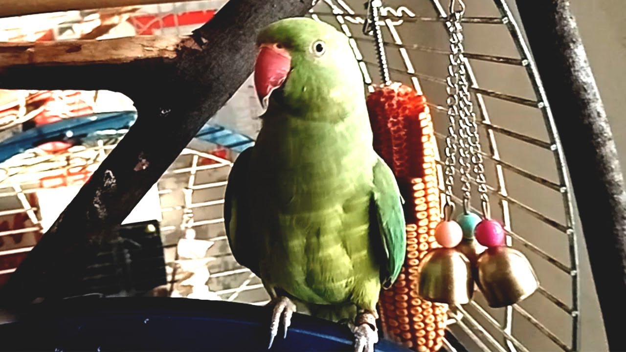 How does Charlie the parrot live 20. 04. 2024 - YouTube