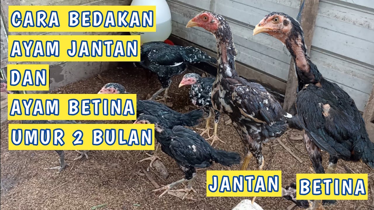 Cara Membedakan Ayam Jantan Dan Betina Umur 2 Bulan - YouTube