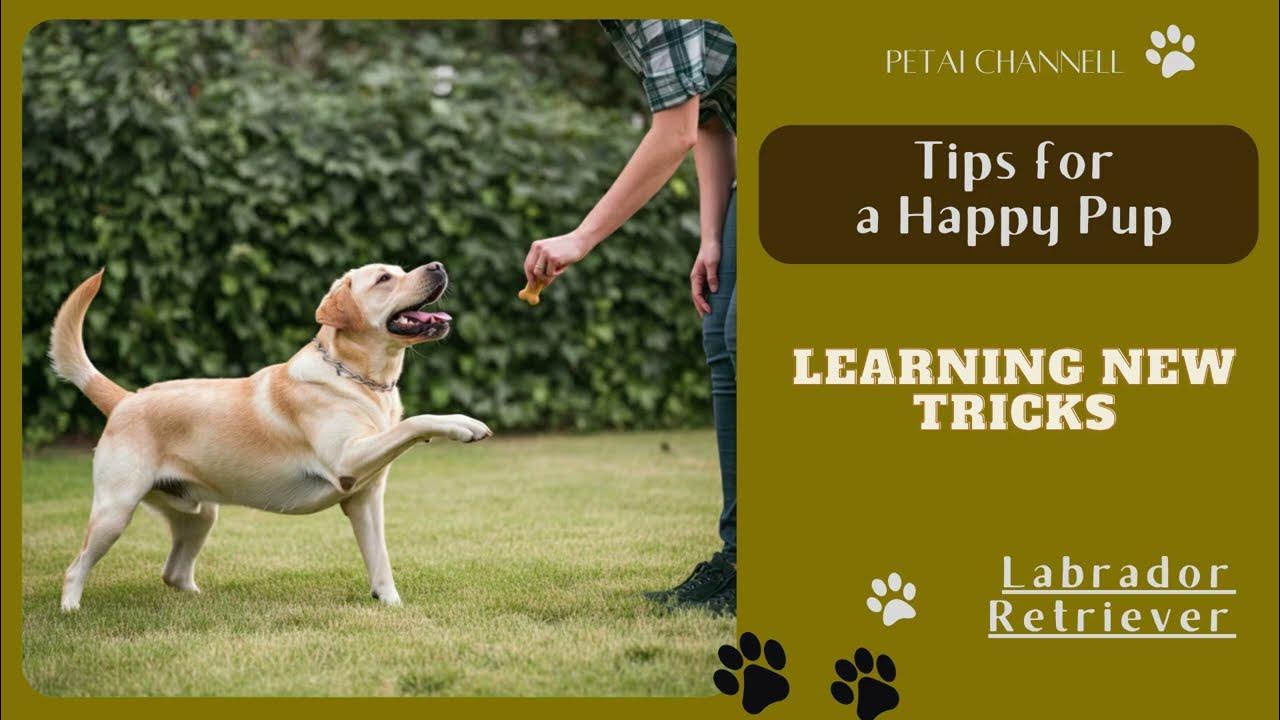 Training Your Labrador Retriever: Tips for a Happy Pup🐶#dog #ai - YouTube