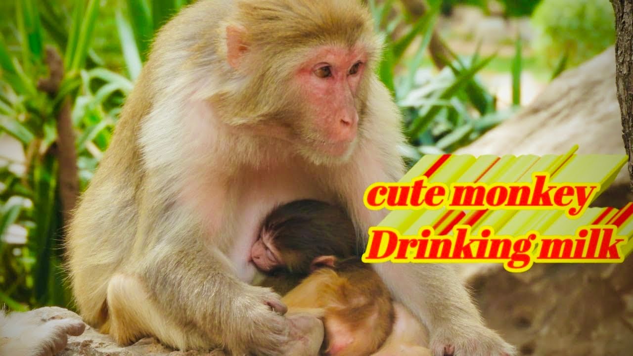 Monkey Breastfeeding Cute Monkey hungry fighting food baby Monkey Drinking milk from breast # ...