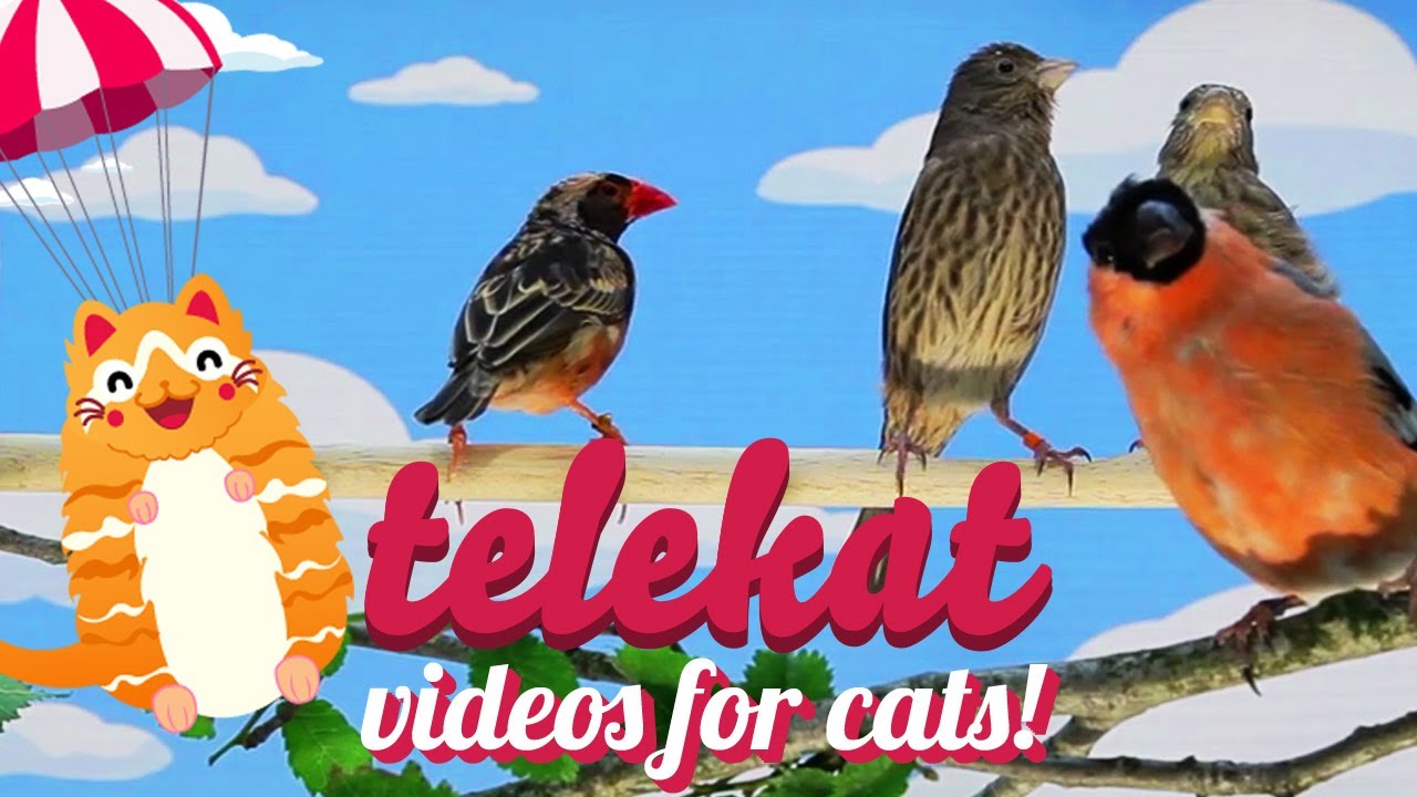 Video for cats! Show your kitty Telekat! A fun movies for cats to watch ...