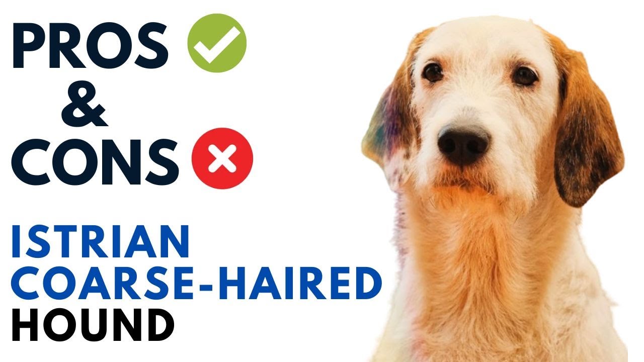 Istrian Coarse-haired Hound Pros and Cons | istarski oštrodlaki gonič ...