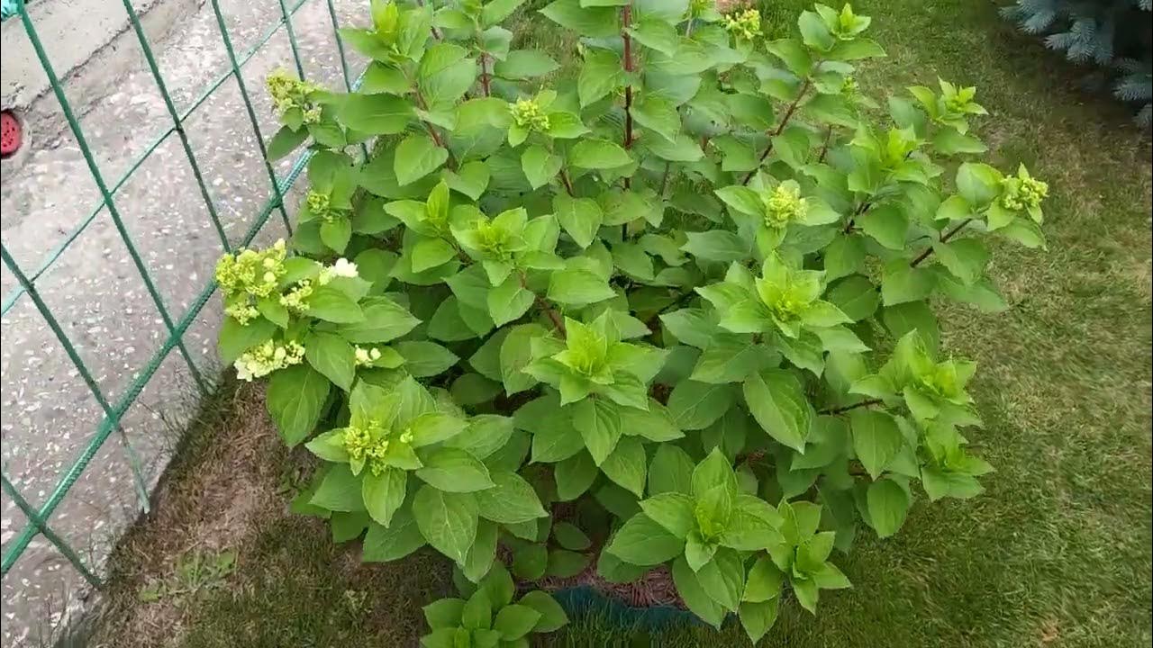 Гортензия Стар Розе, зацвела первая. - YouTube