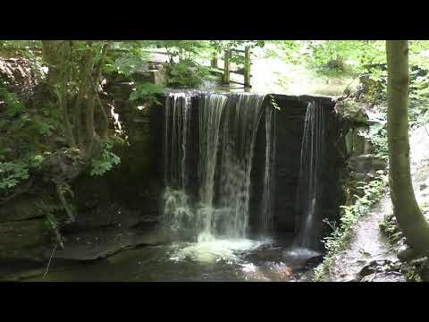 Plas Power Woods 12 August 2020 - YouTube