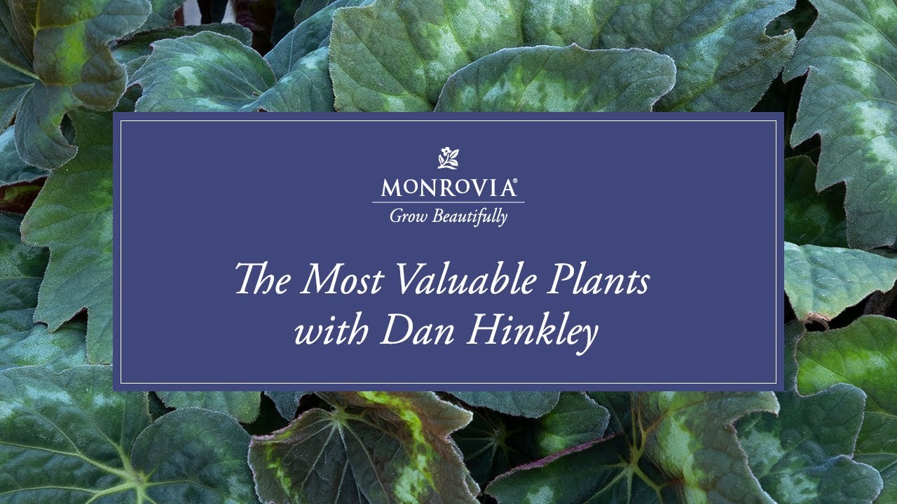 Monrovia | The Most Valuable Plants with Dan Hinkley - YouTube