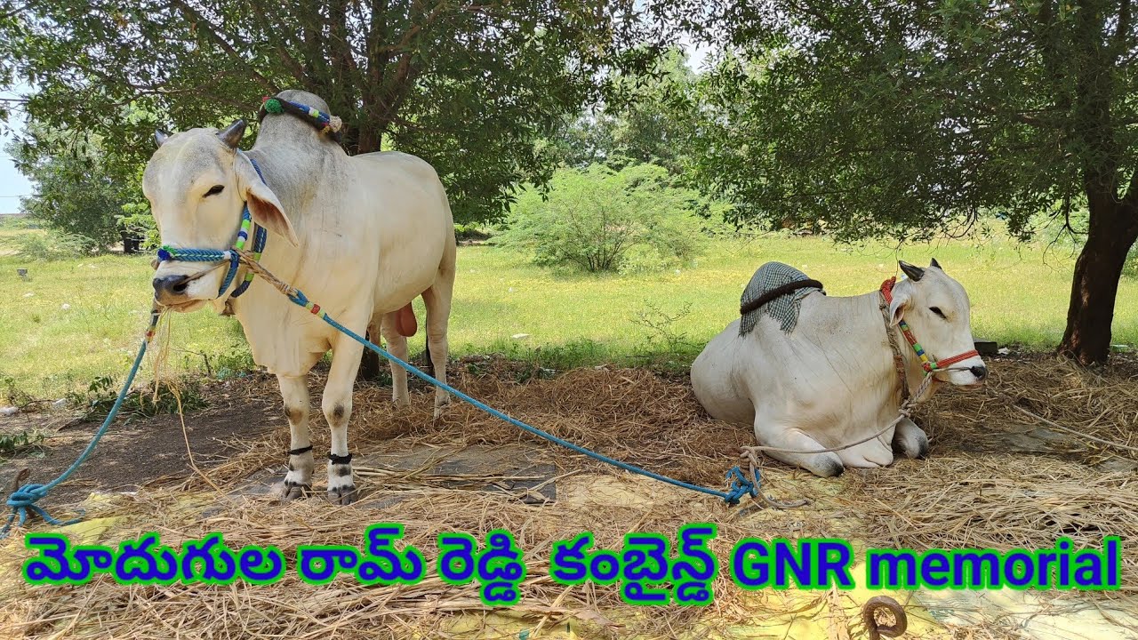 మోదుగుల రామి రెడ్డి గారు పెదపరిమి గ్రామం && GMR memorial గుడి బండి ...