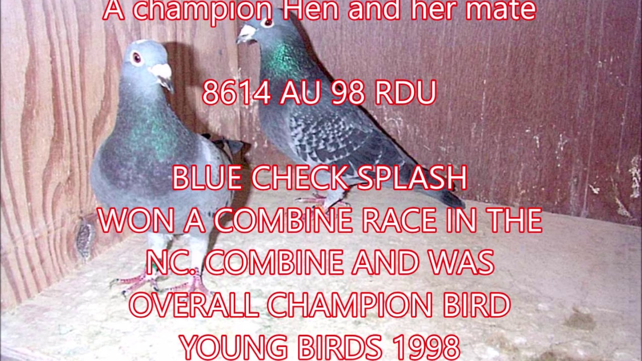 racing pigeons very good pigeons that I raced - YouTube
