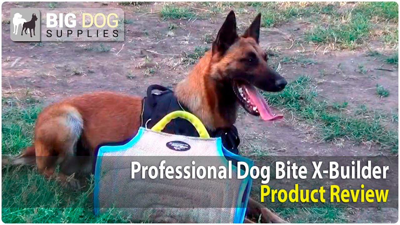 Powerful Belgian Malinois Bite Training - YouTube