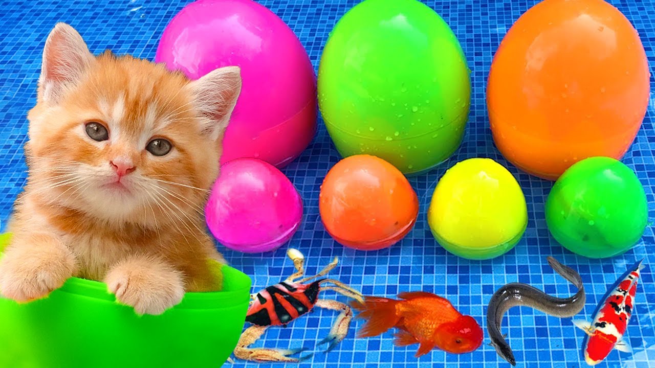 Baby Cats COCO Playing With Colorful Giant Eggs, Toy, Marshmallow ...